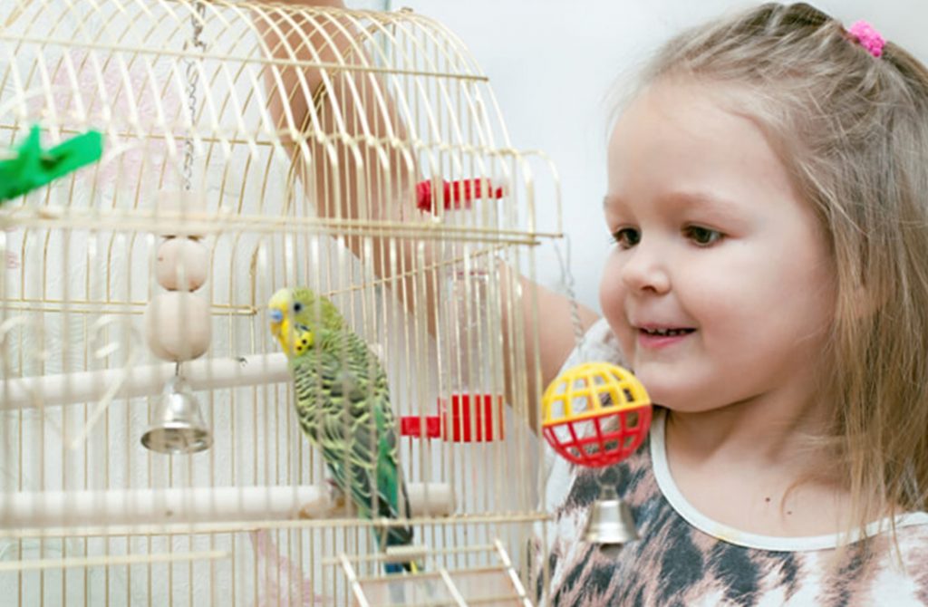 Tips For Little Birds Talk Pets